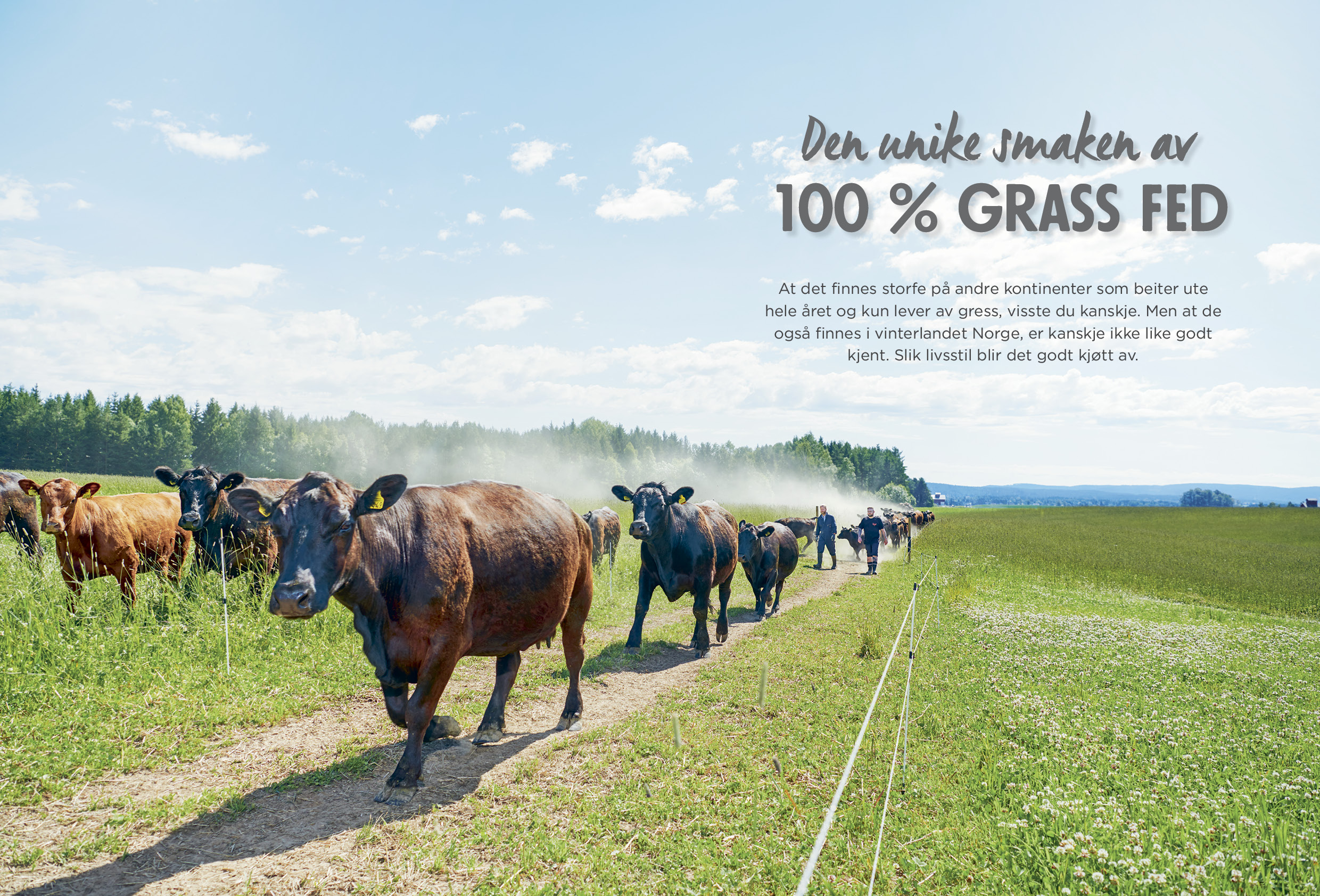 Jacob's anbefaler høstutgave • Pion